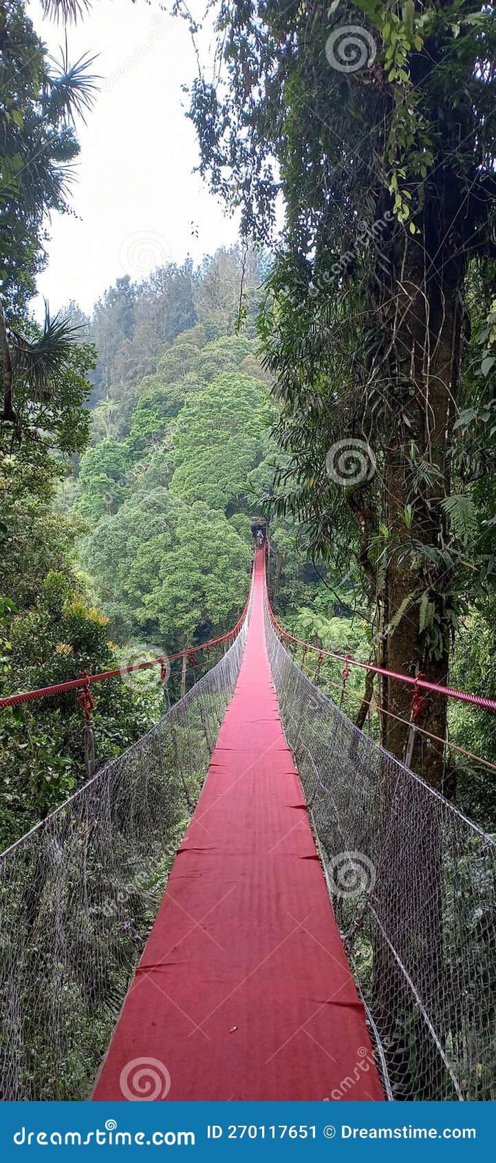 Red bridge in the jungle stock image. Image of transport - 270117651