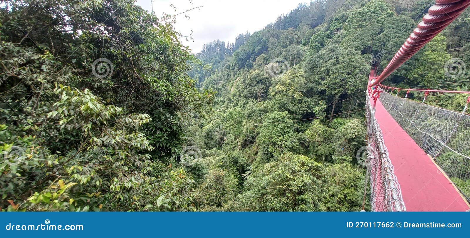 Red bridge in the jungle stock photo. Image of ridge - 270117662