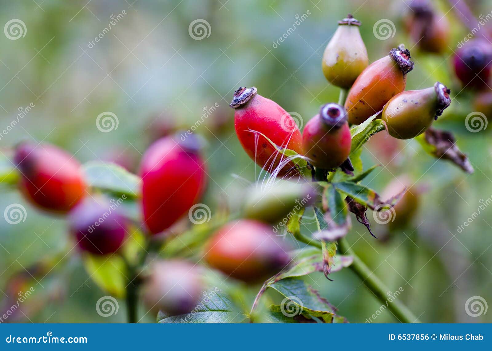 Red brier stock photo. Image of season, closeup, natural - 6537856
