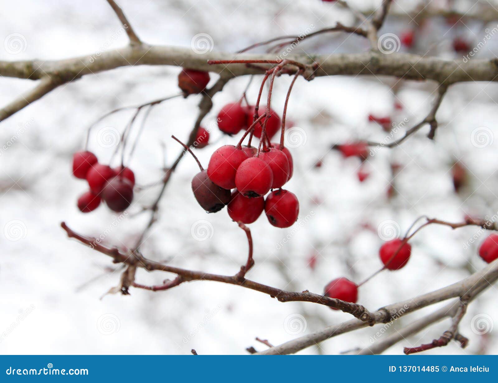 Red Brier Fruit on the Branch in Winter Day Stock Image - Image of ...