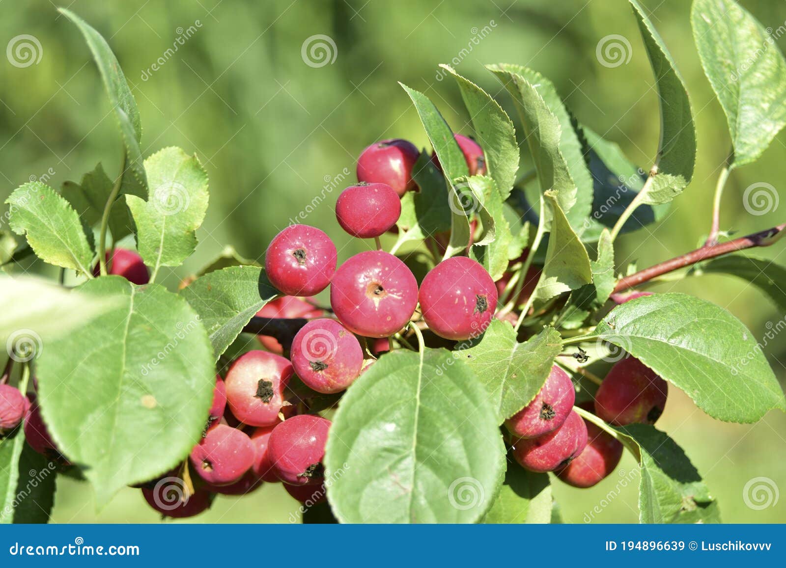 Red Bright Fruits of a Wild Apple Tree on the Branches of Trees Stock ...
