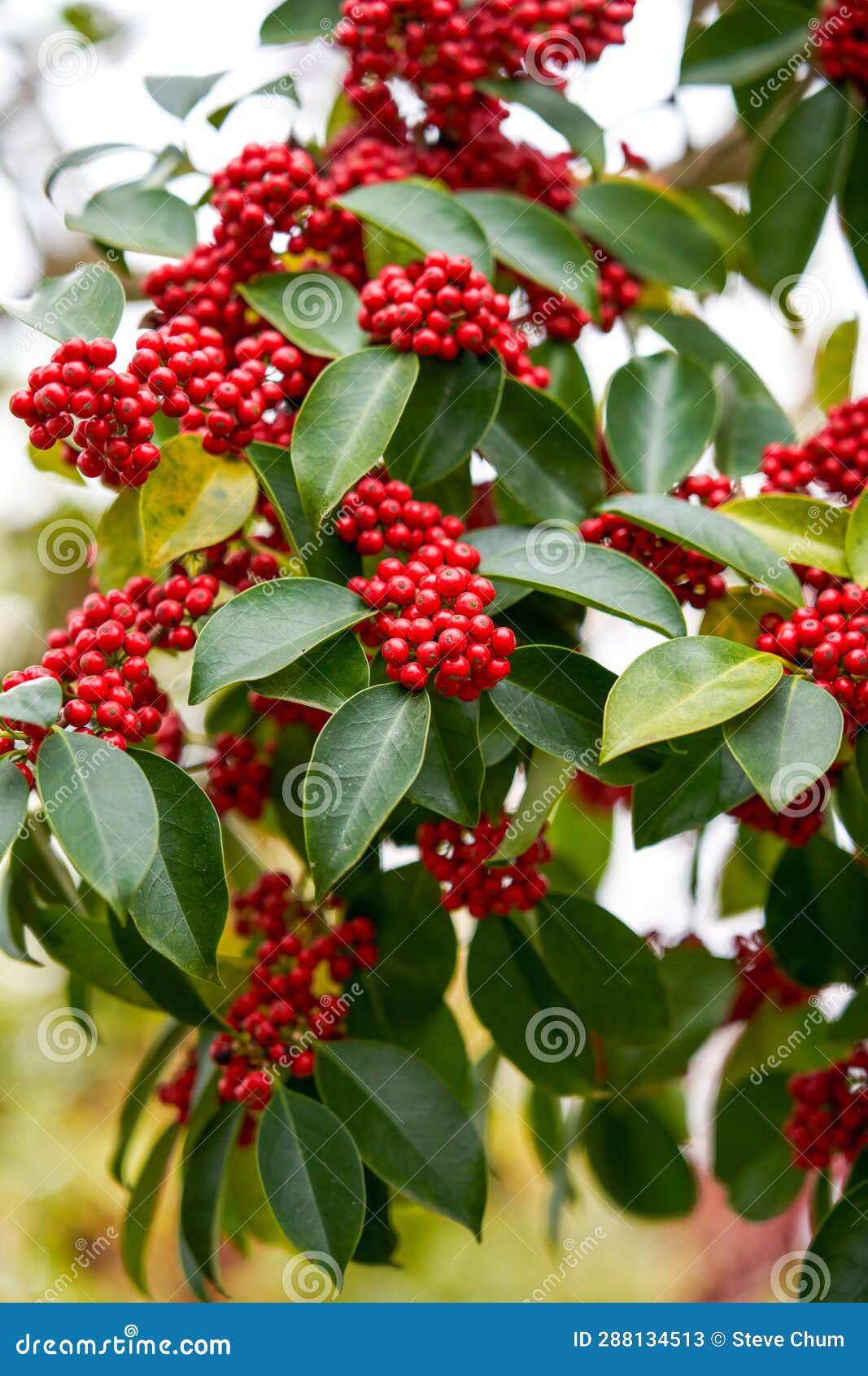 Red Bright Iron Holly Fruit on the Tree Stock Image - Image of people ...
