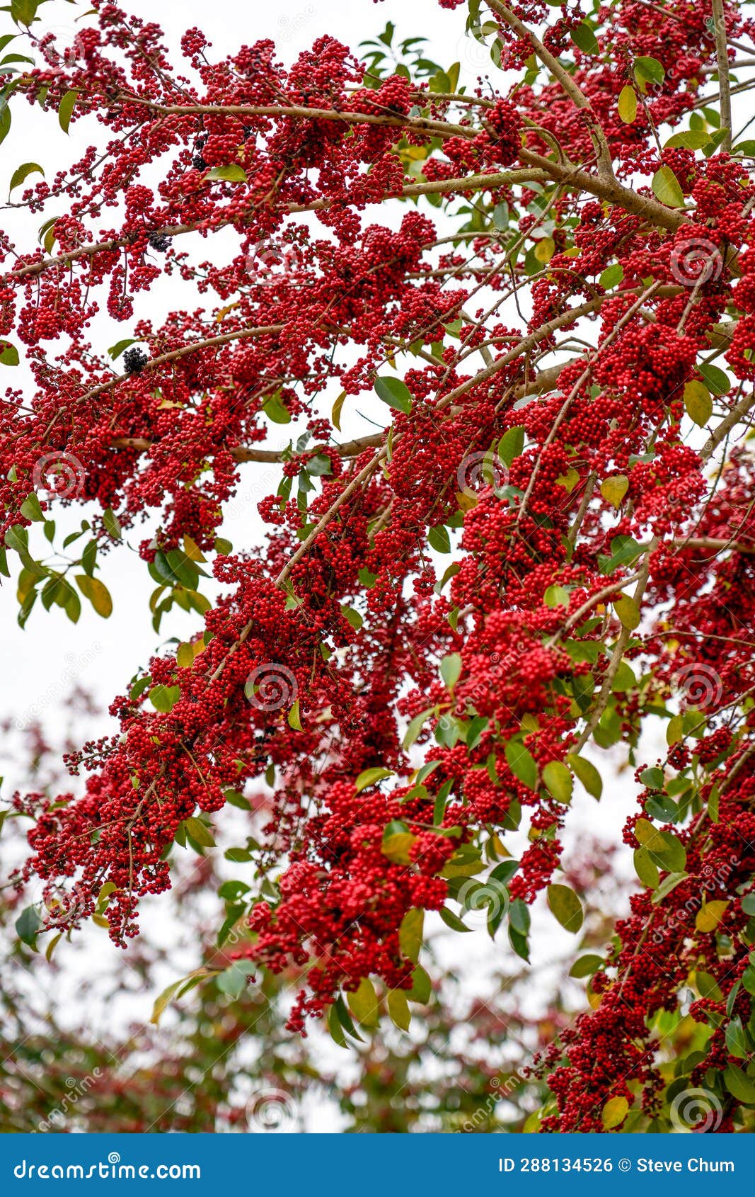 Red Bright Iron Holly Fruit on the Tree Stock Photo - Image of branch ...