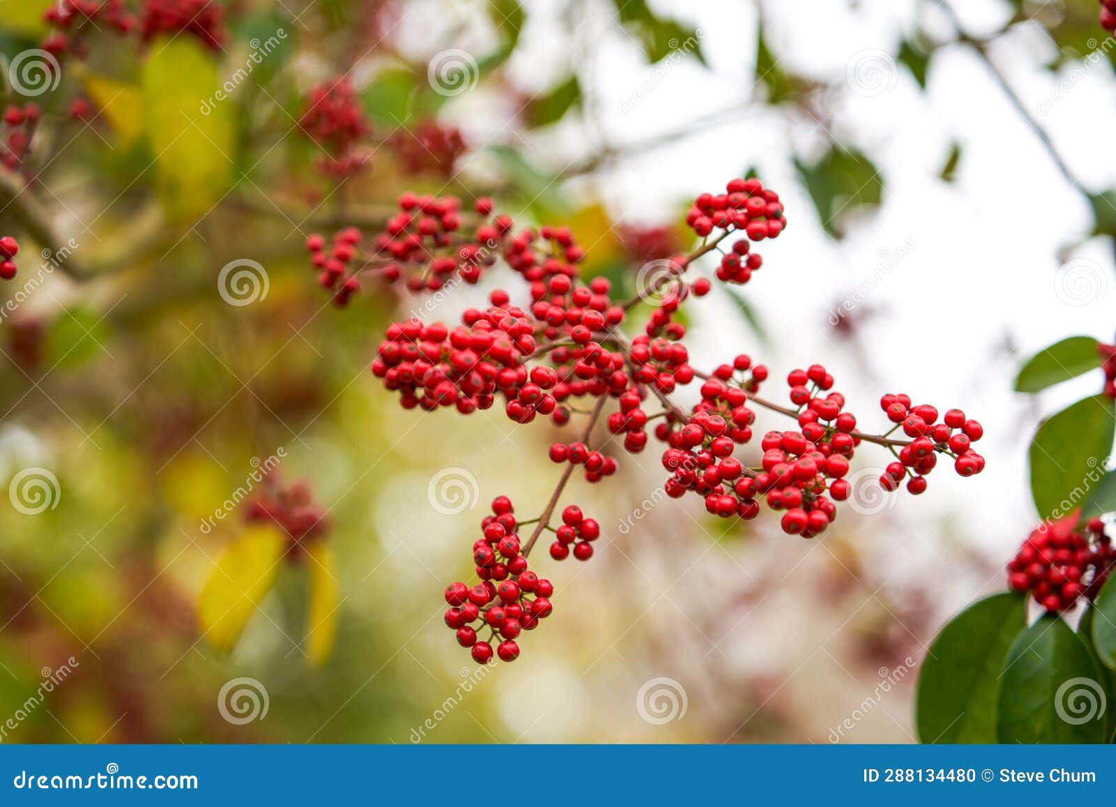 Red Bright Iron Holly Fruit on the Tree Stock Photo - Image of pointed ...