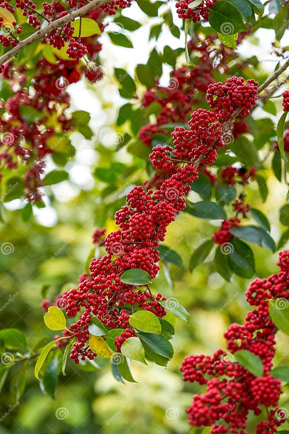 Red Bright Iron Holly Fruit on the Tree Stock Photo - Image of autumn ...