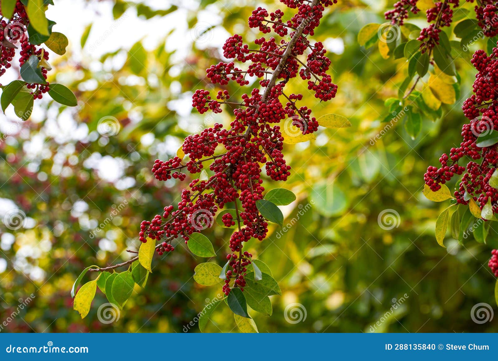Red Bright Iron Holly Fruit on the Tree Stock Photo - Image of prickly ...