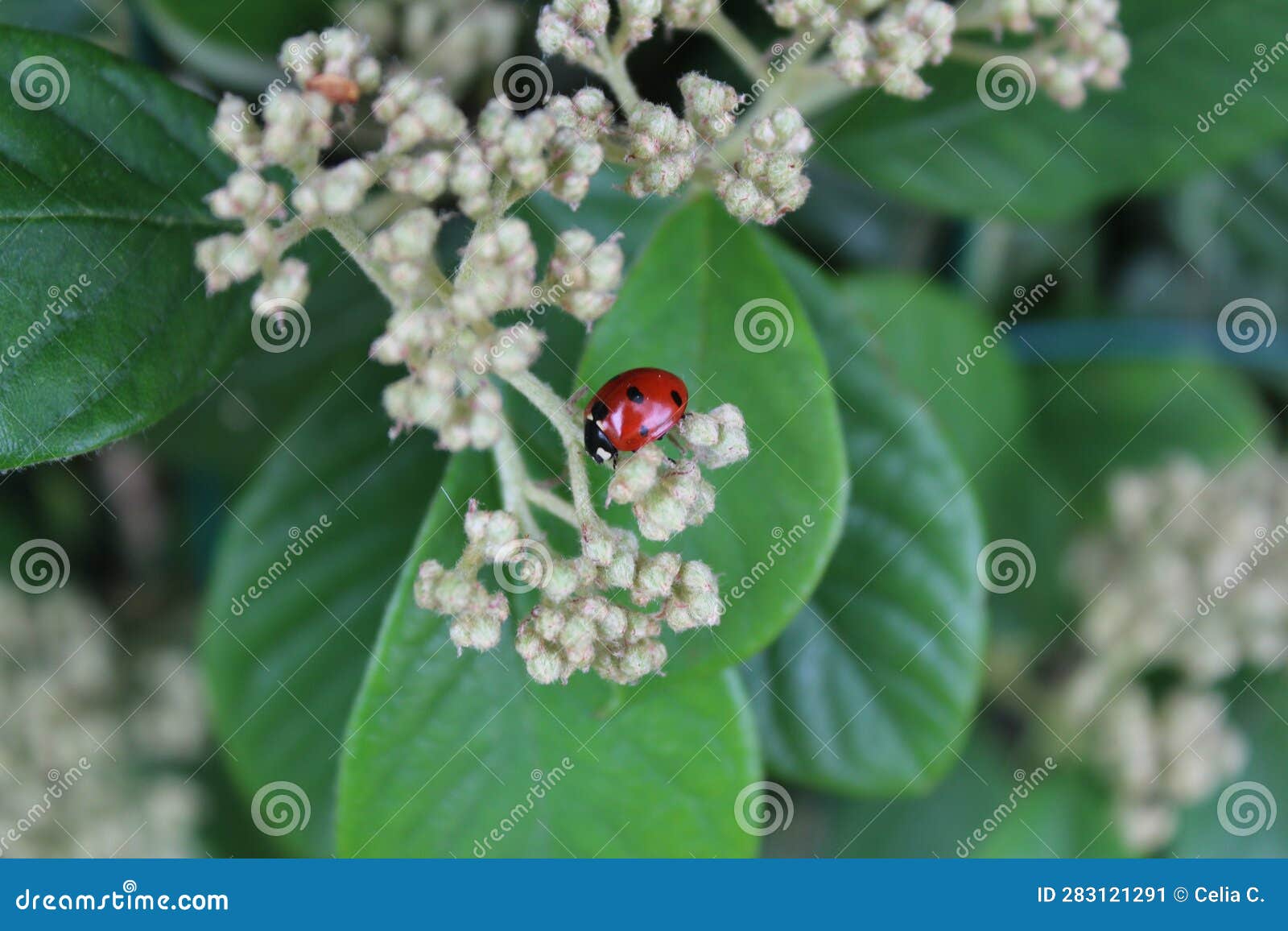 Red and Bright Ladybug in the Garden Editorial Photo - Image of spring ...