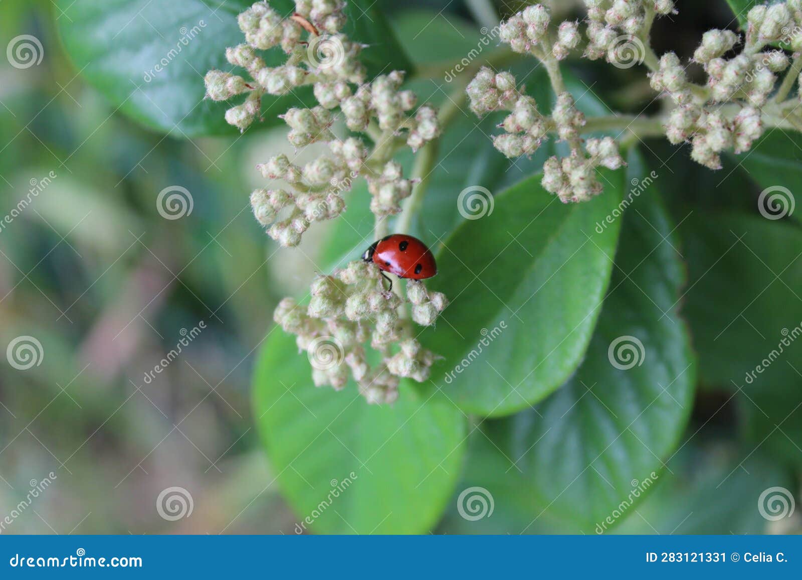 Red and Bright Ladybug in the Garden Stock Image - Image of black, leaf ...