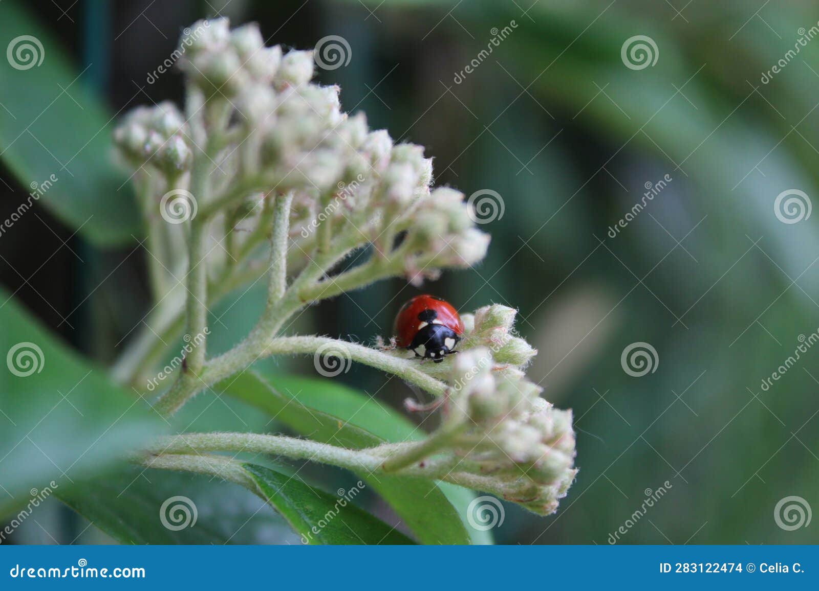 Red and Bright Ladybug in the Garden Stock Photo - Image of flower ...