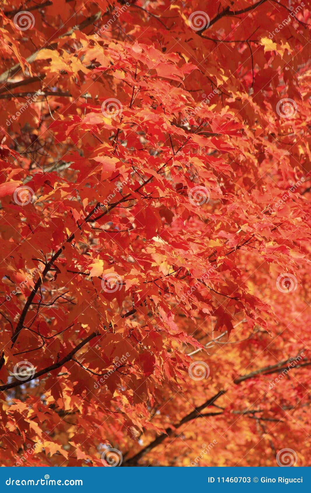 Red Bright Leaves Fall Colors Stock Image - Image of sunshine, branches ...