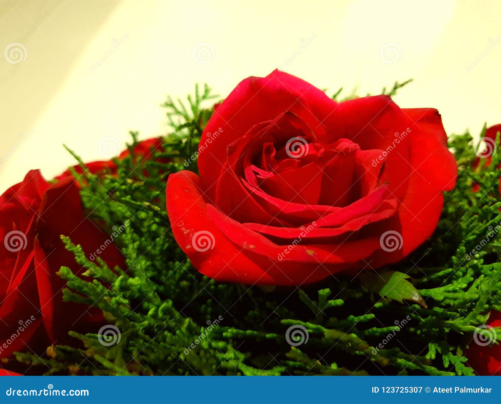 Red bright rose stock image. Image of bouquet, bright - 123725307