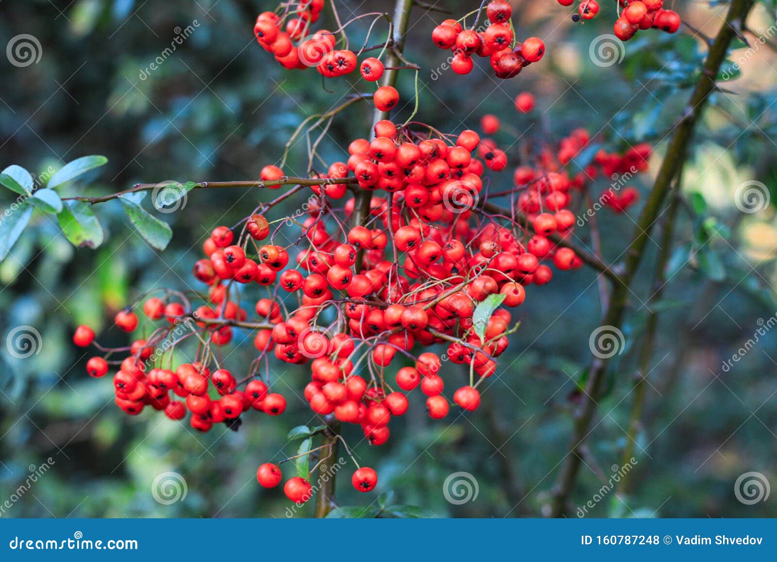 Red bright rowan stock photo. Image of green, plants - 160787248