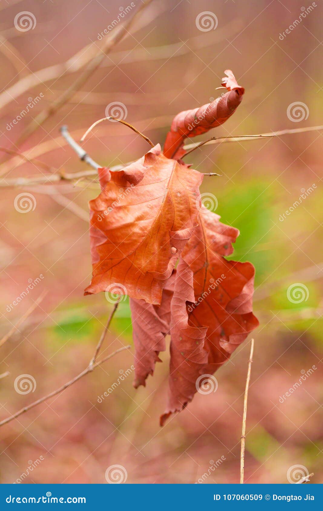 Red broadleaf stock image. Image of autumn, forest, life - 107060509