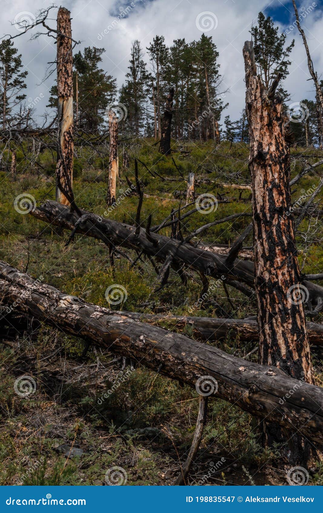 Red Broken Burnt Pine Tree Trunks in Black Soot Stand with Fallen Trees ...