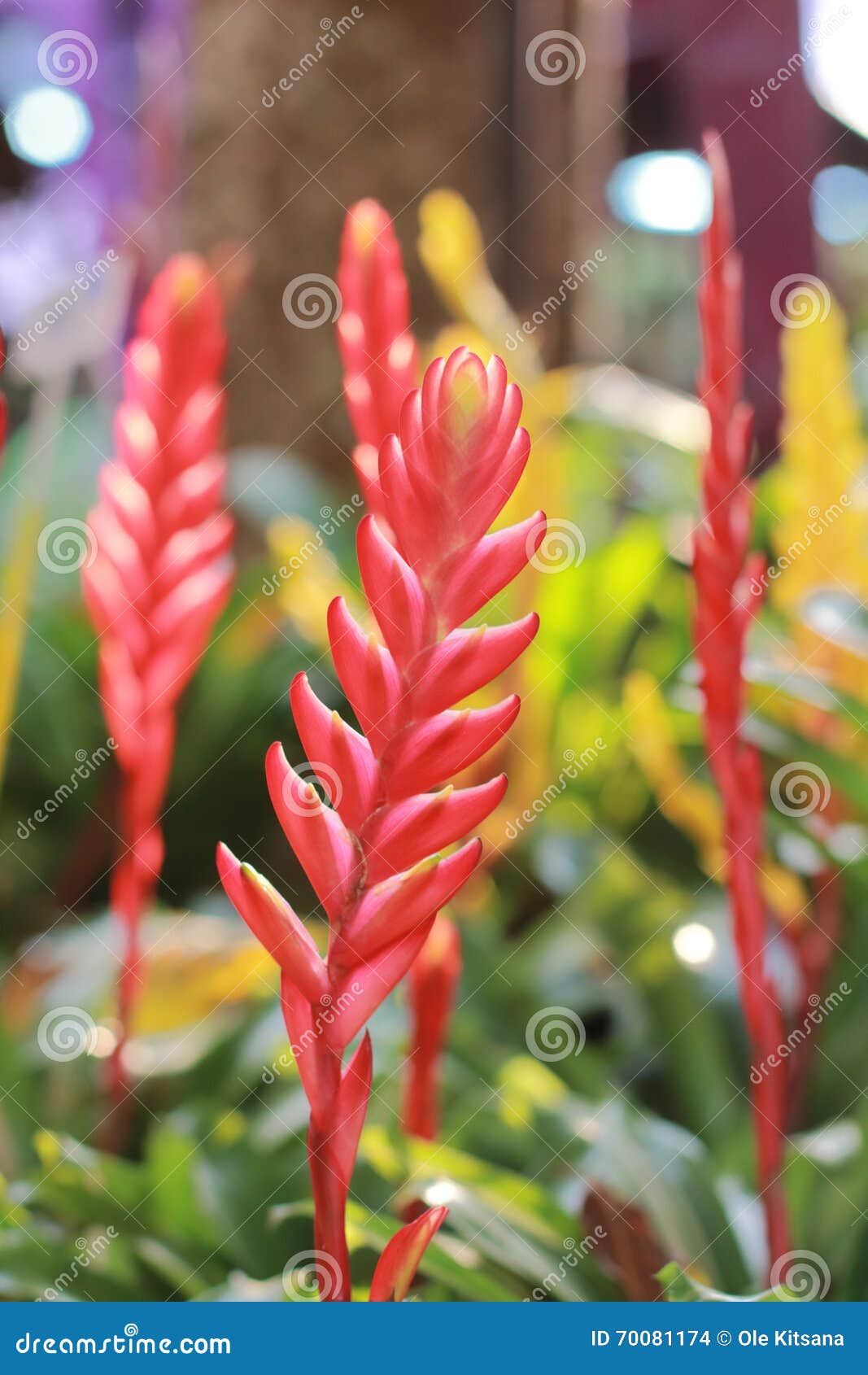 Red Bromelia Flower in Garden Stock Photo - Image of plant, bromelia ...