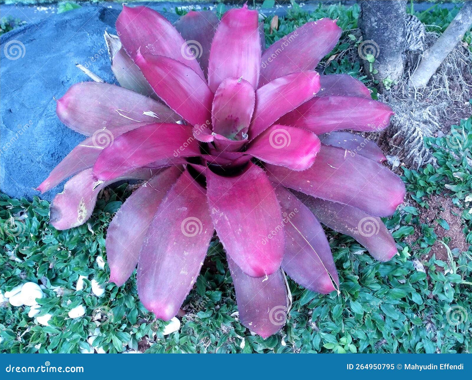Red Bromelia Plant in a Garden Stock Image - Image of leaf, garden ...