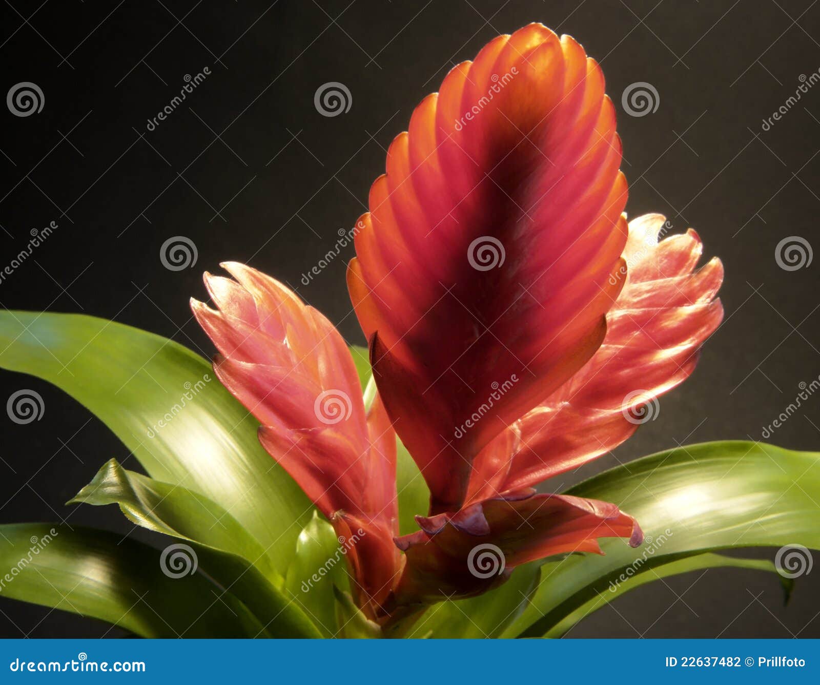 Red bromeliad stock photo. Image of blossom, high, foliage - 22637482