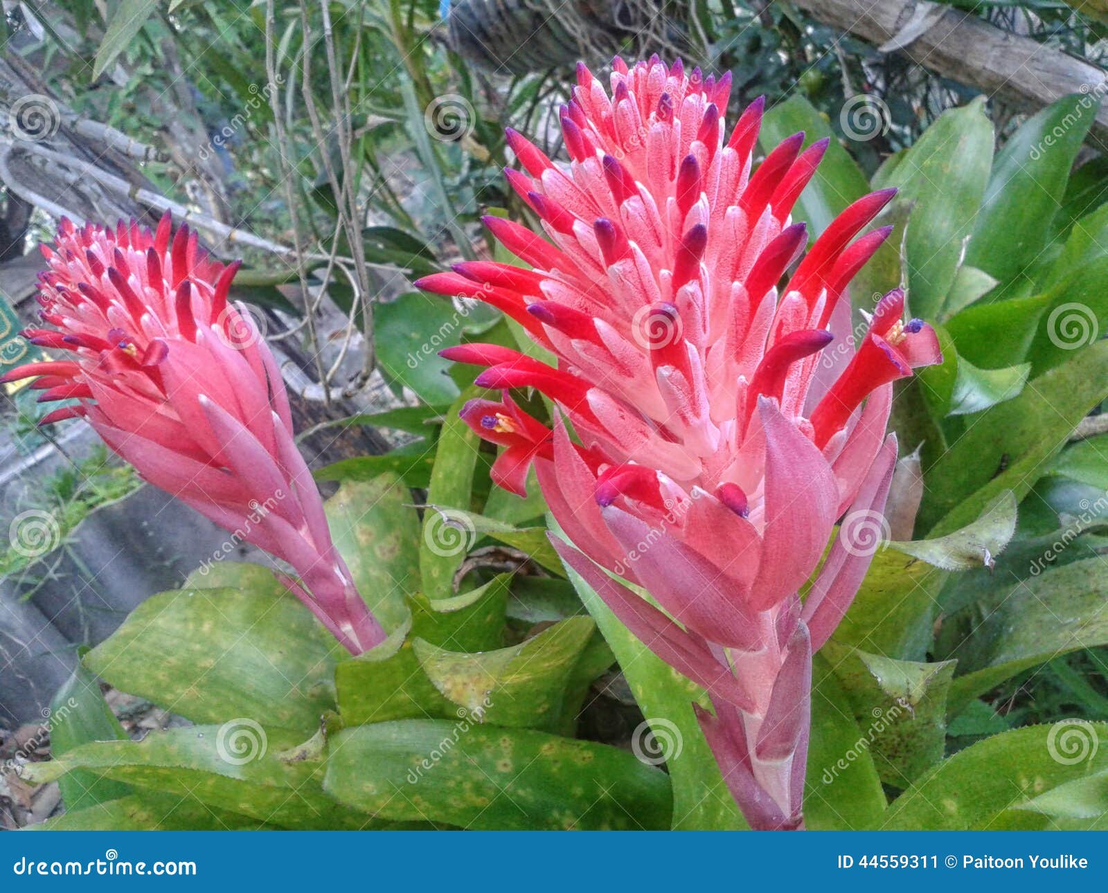Red bromeliad stock image. Image of blooming, flower - 44559311