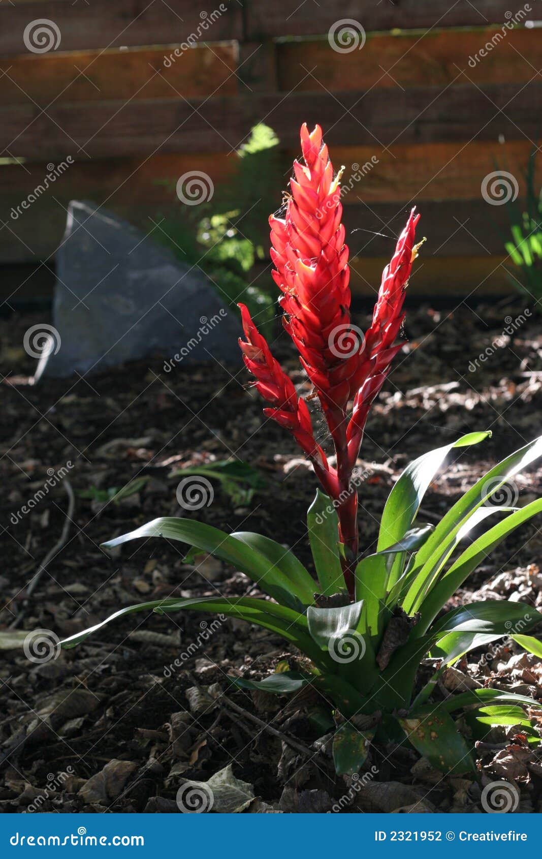 Red Bromeliad Flower stock photo. Image of beauty, flower - 2321952