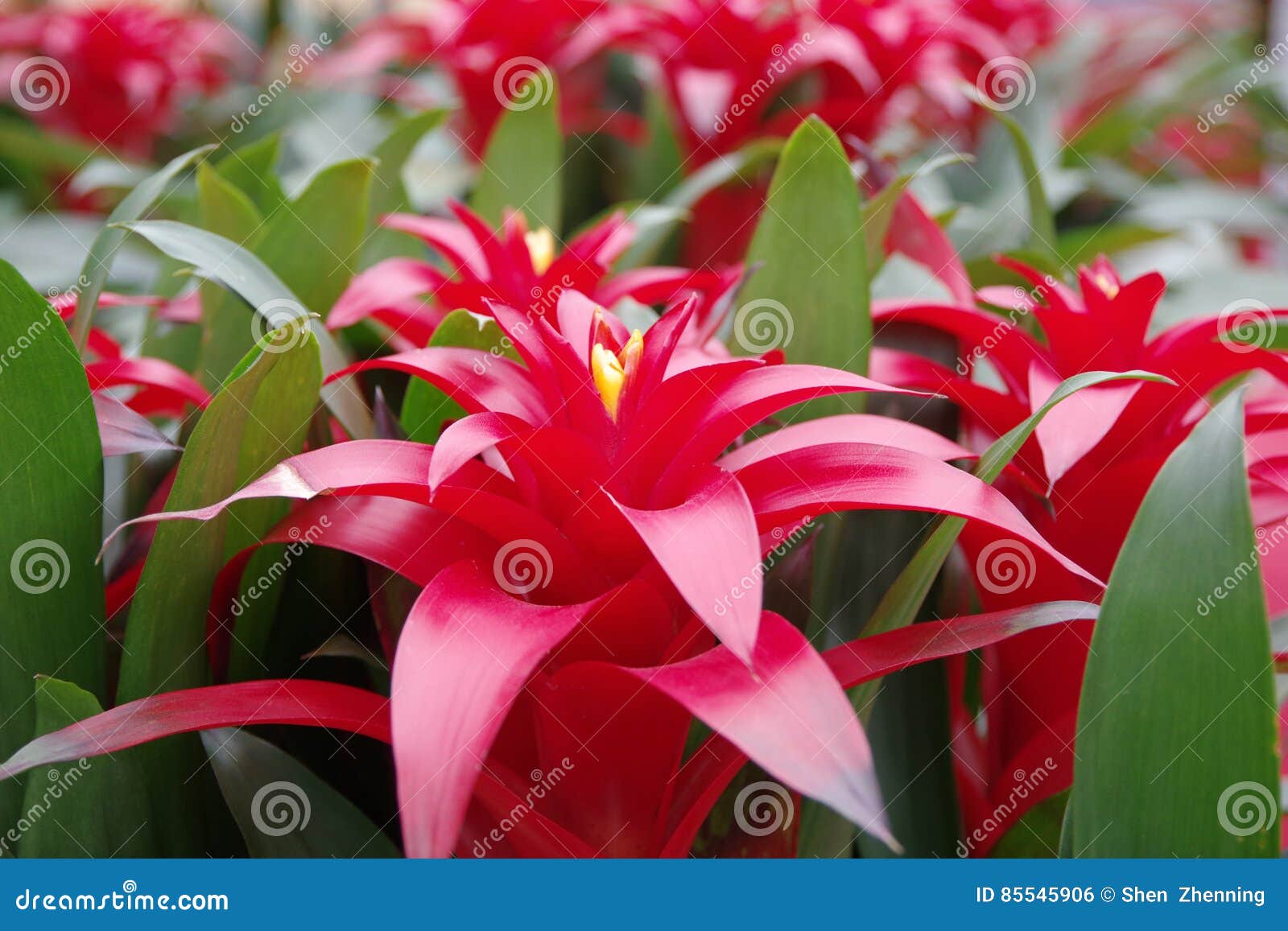 Red Bromeliad stock photo. Image of festival, floral - 85545906
