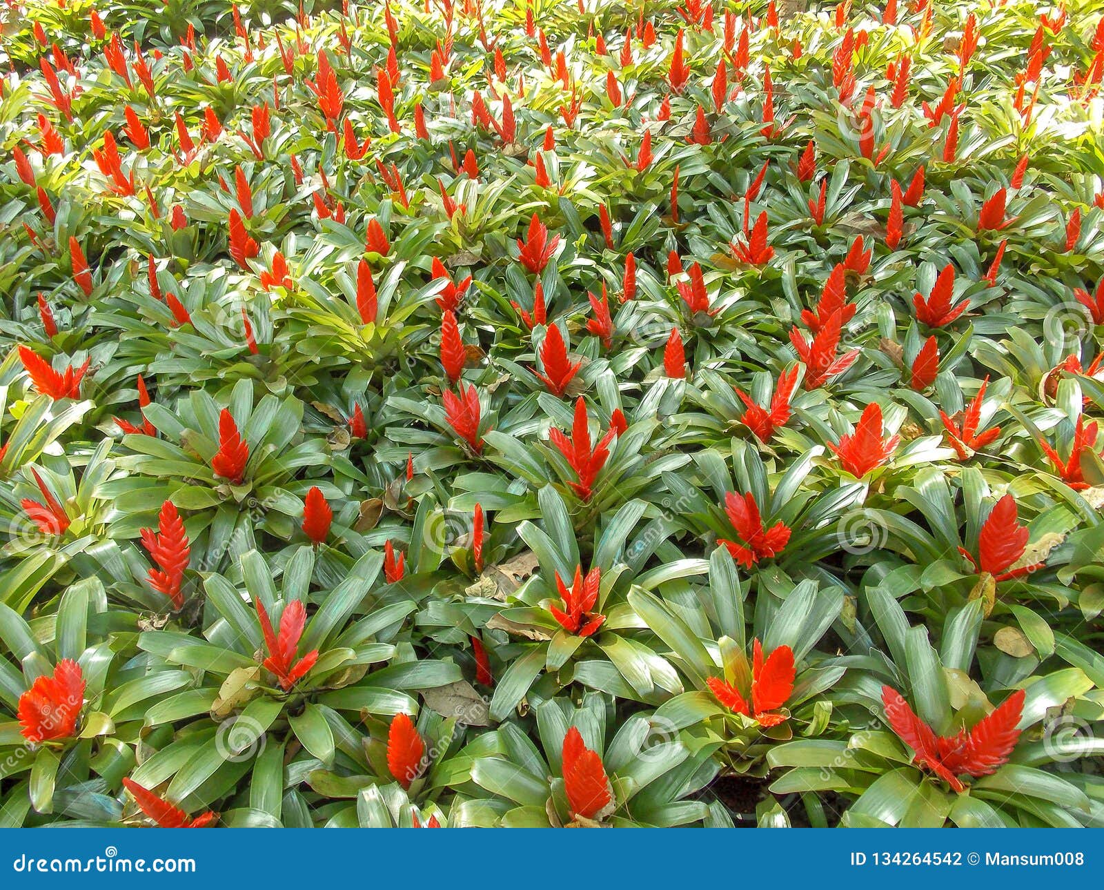 Red Bromeliad Flower in Garden Stock Photo - Image of bloom, blossom ...