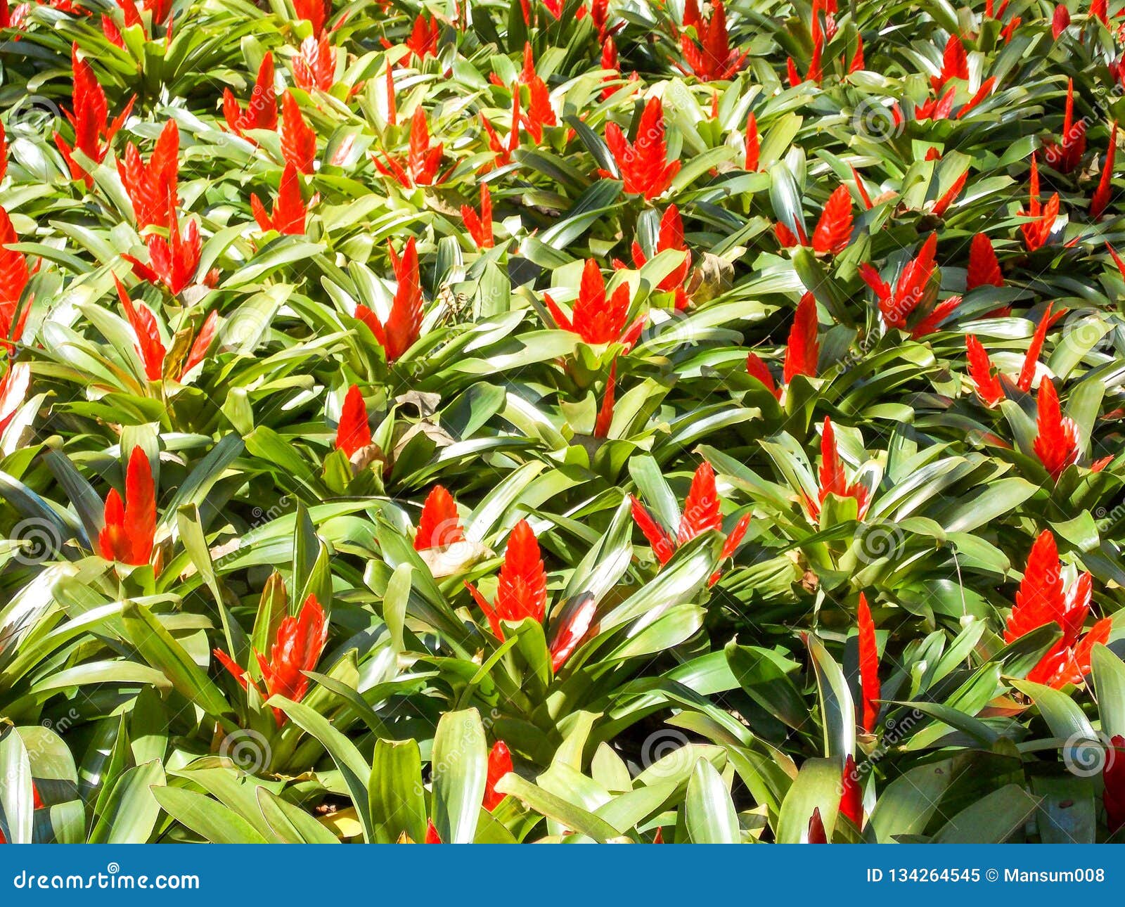 Red Bromeliad Flower in Garden Stock Image - Image of forest, leaf ...