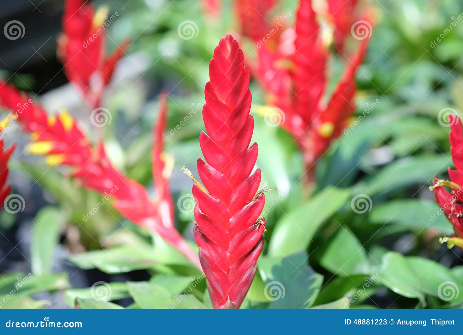 Red Bromeliad Flower in Garden, Feild of Bromeliad Stock Image - Image ...