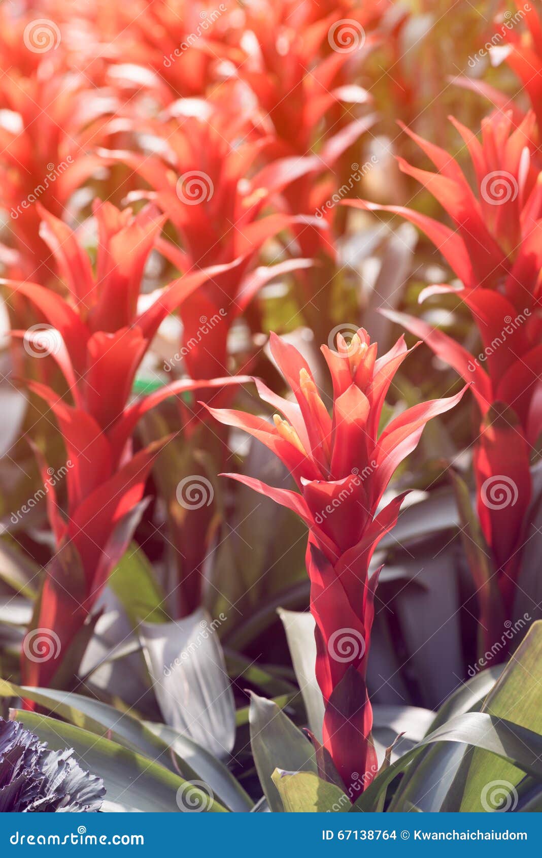 Red Bromeliad Flower in Garden Stock Photo - Image of houseplant, bloom ...
