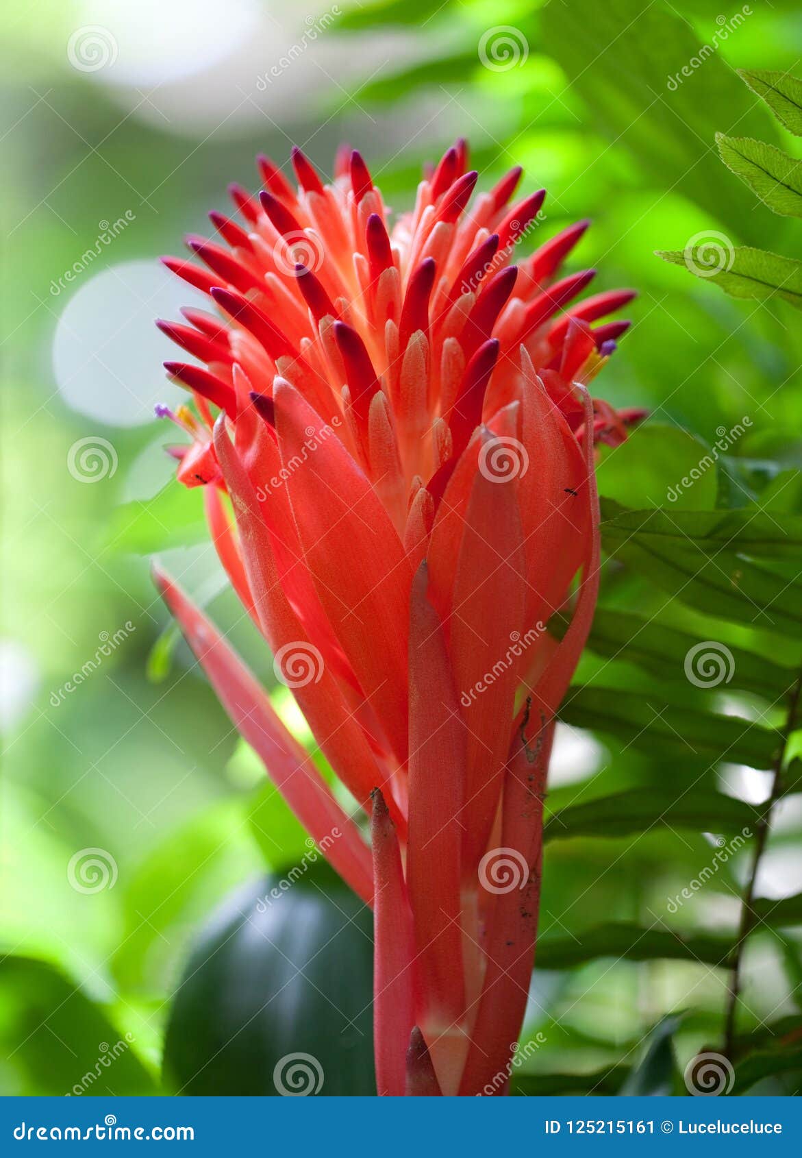Red Bromeliad Flower in the Sunlight Stock Image - Image of tropical ...