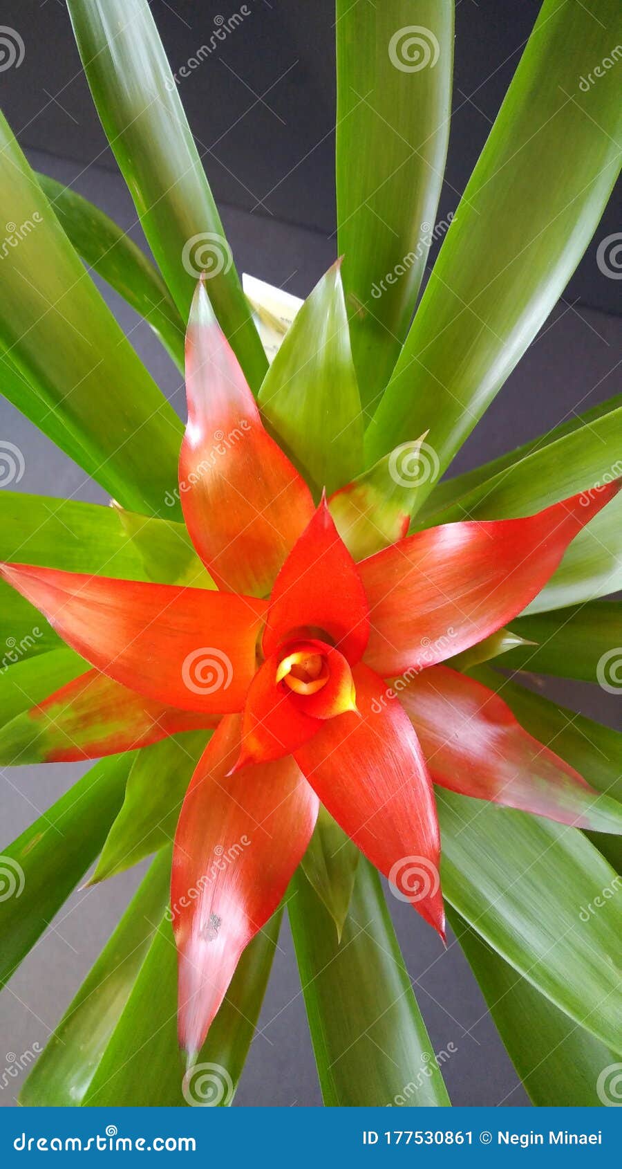 A Red Bromeliad Flower from Top Stock Image - Image of isolated, leaves ...