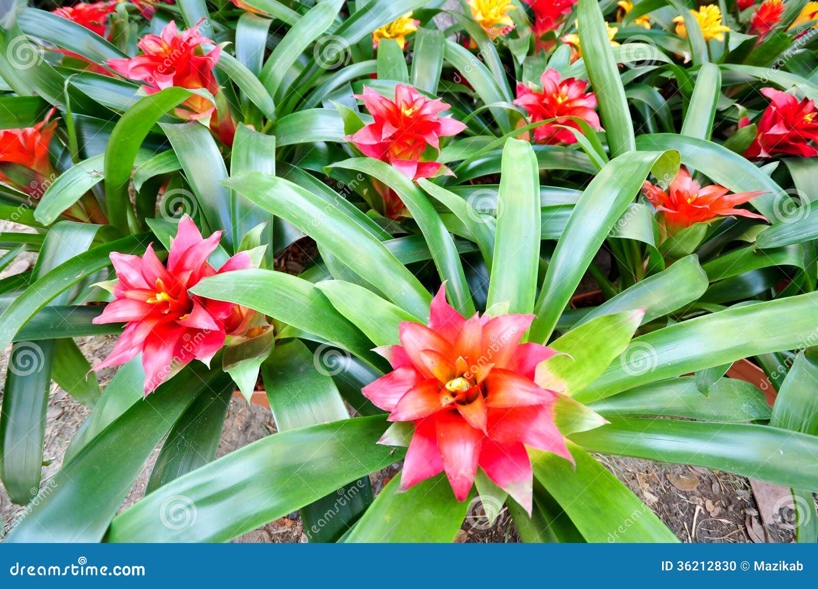 Red Bromeliad stock photo. Image of jungle, guzmania - 36212830