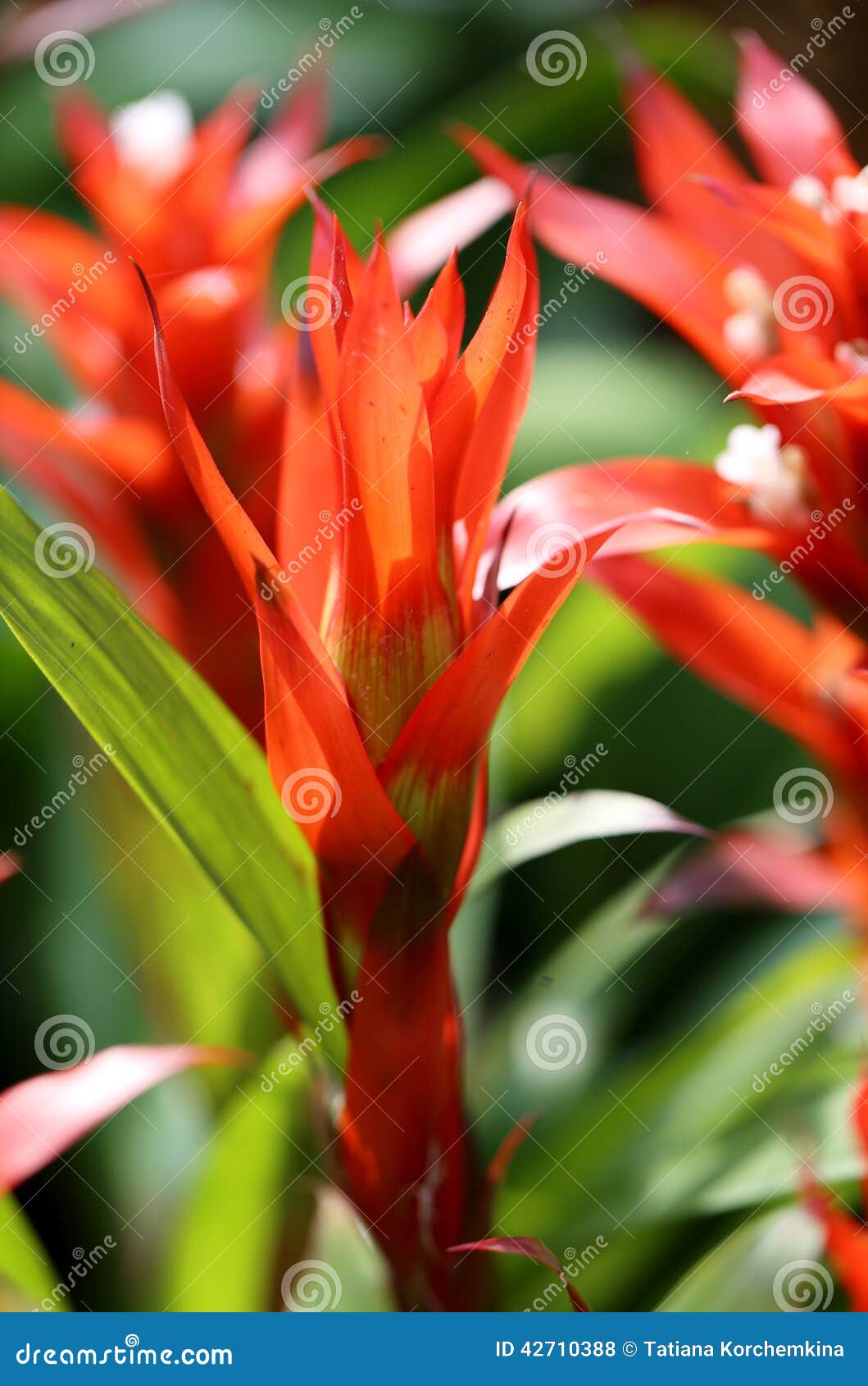 Red bromeliad stock photo. Image of bright, humidity - 42710388