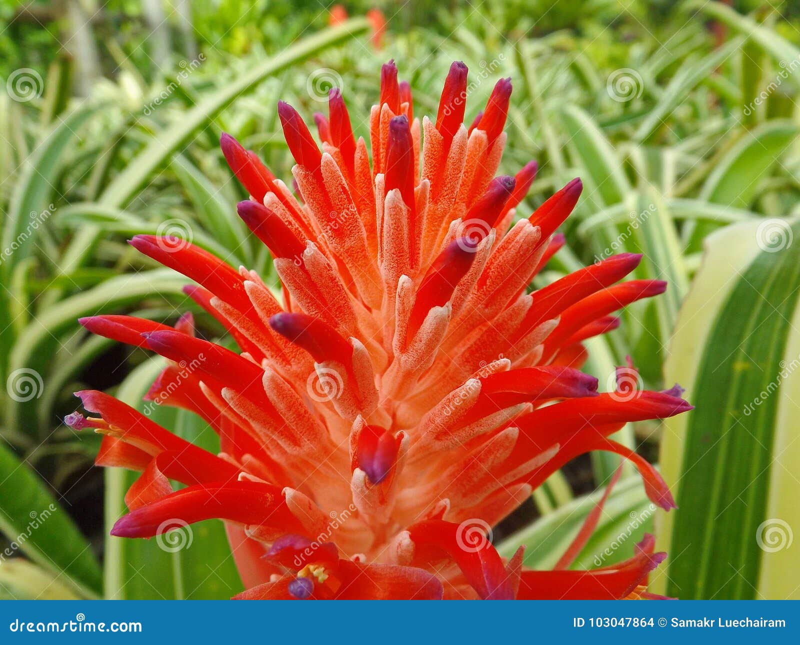 Red bromeliads flower stock photo. Image of blossom - 103047864
