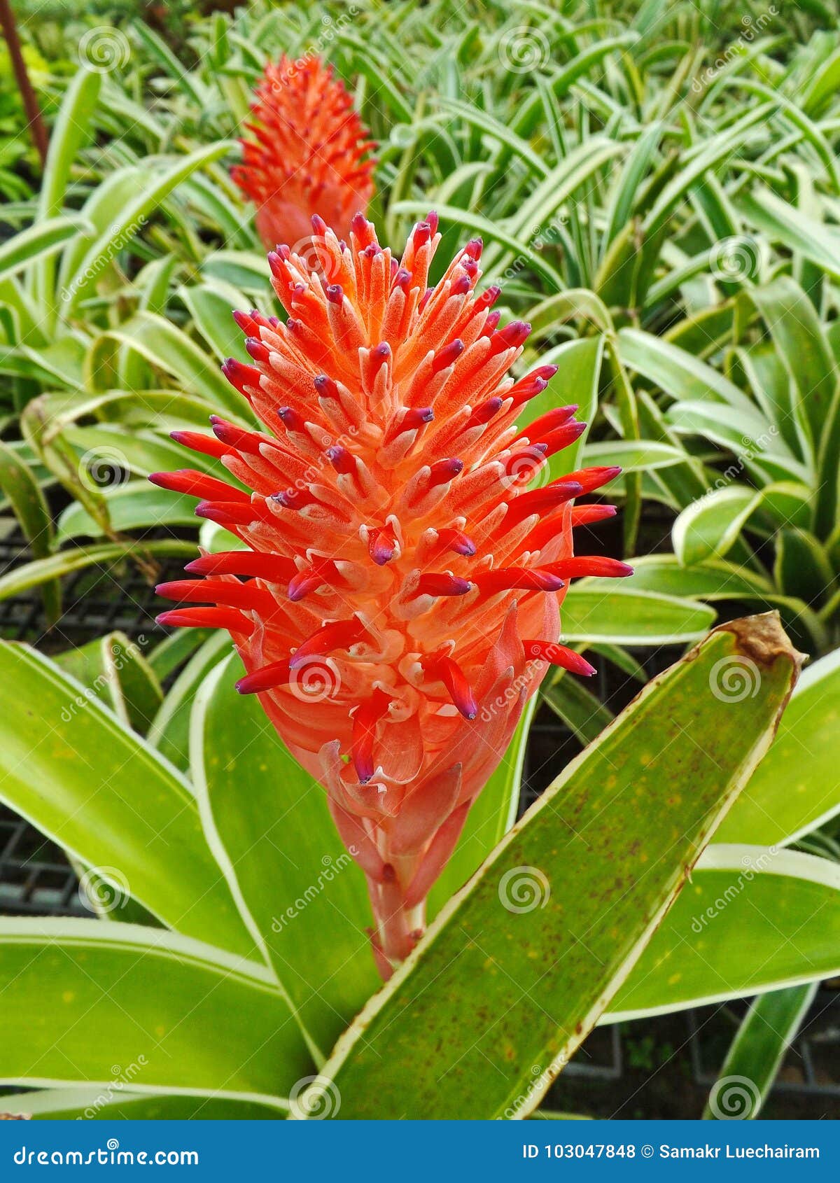 Red bromeliads flower stock photo. Image of decorative - 103047848