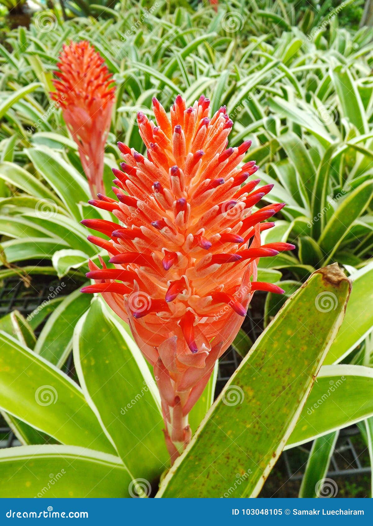 Red bromeliads flower stock image. Image of forest, bromeliad - 103048105