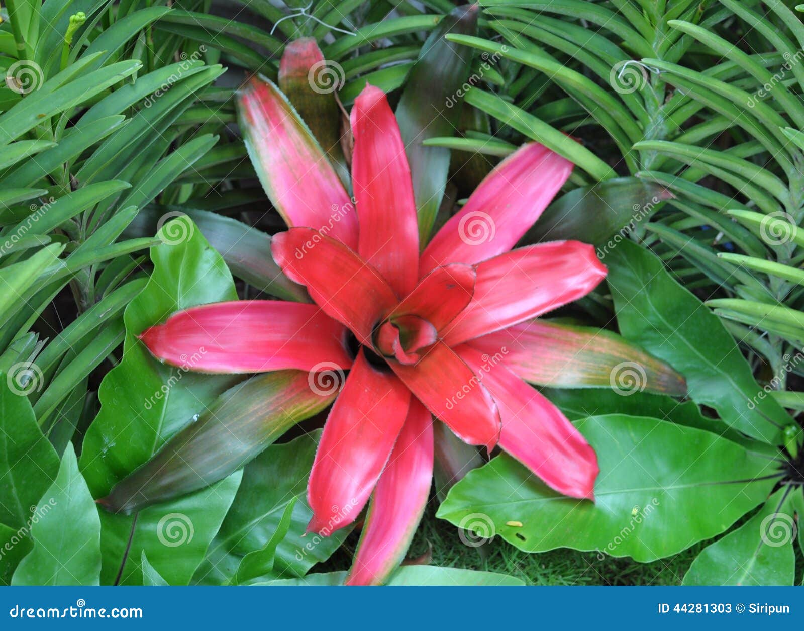 Red Bromeliad Tropical Flower Stock Image - Image of environment ...
