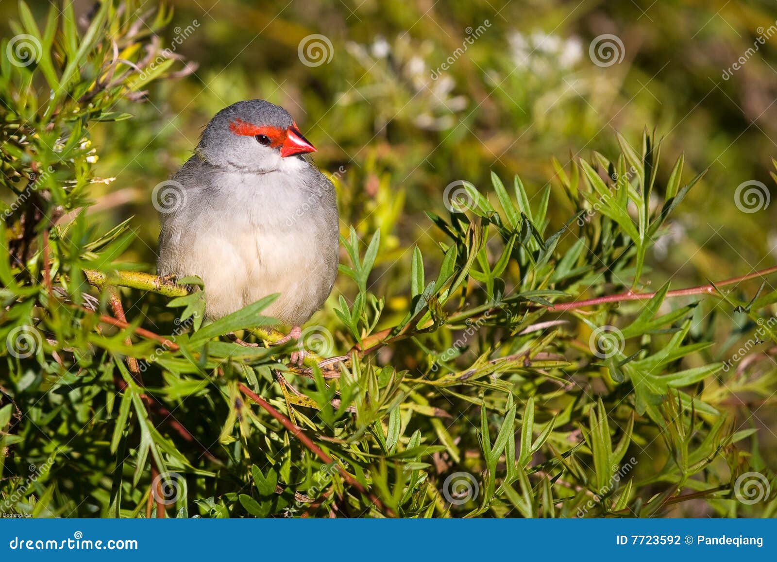 Red-browed Finch stock photo. Image of australian, finch - 7723592