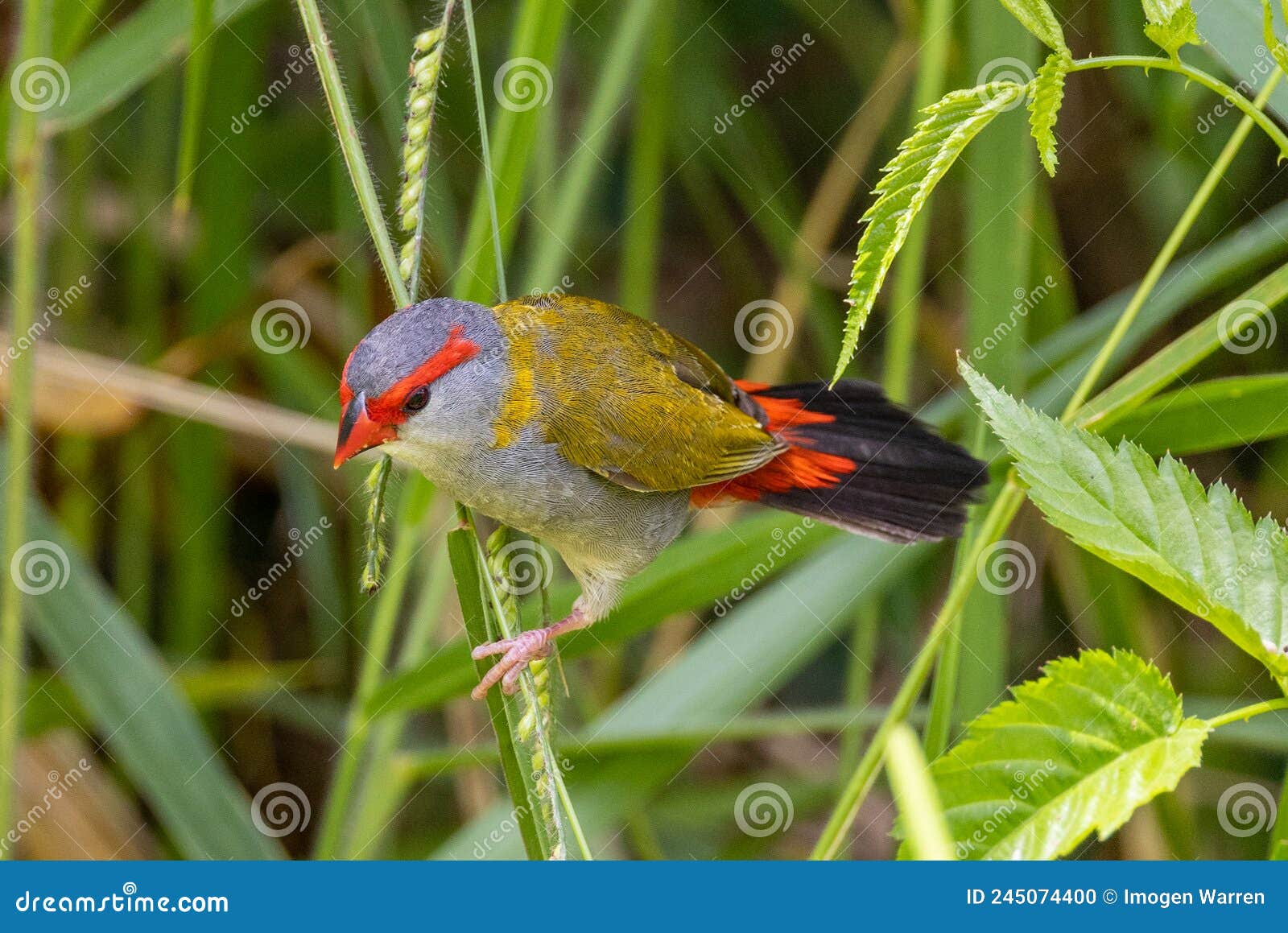 Red-browed Finch in Queensland Australia Stock Photo - Image of exotic ...
