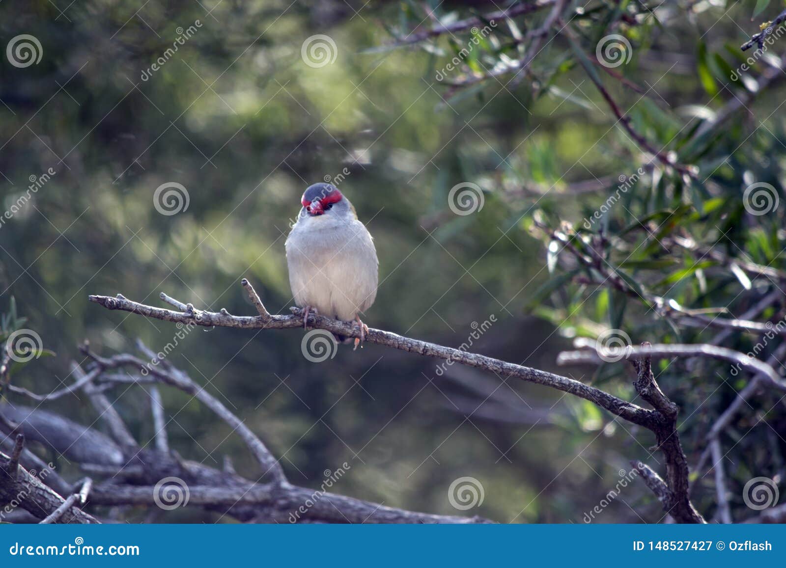 A red browed finch resting stock image. Image of wildlife - 148527427