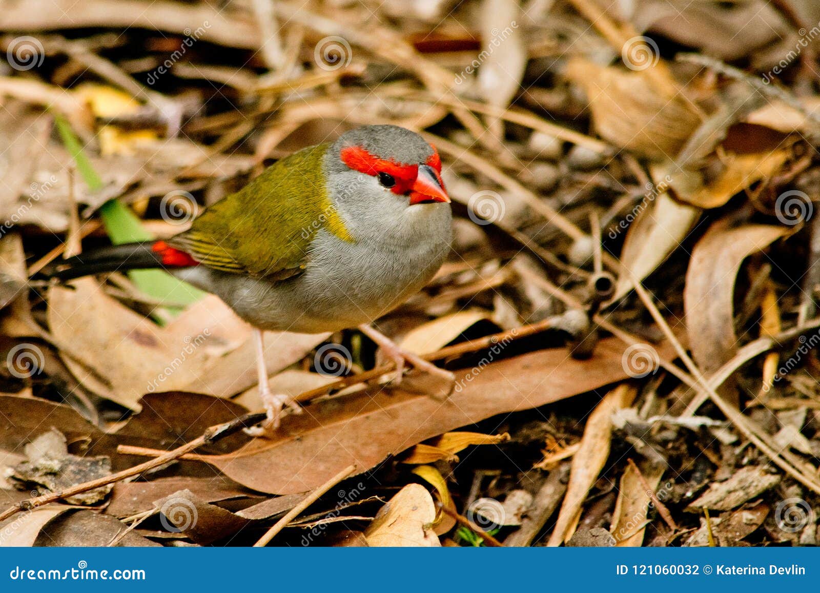 Red-browed Finch in the Wild Stock Photo - Image of detail, grey: 121060032