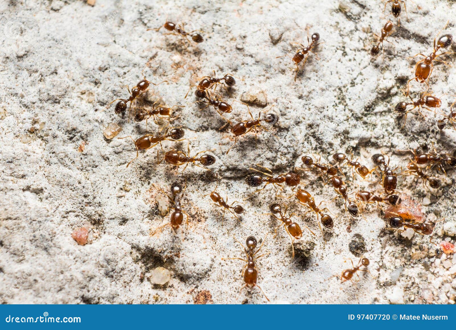 Red-brown ants stock photo. Image of colony, small, macro - 97407720
