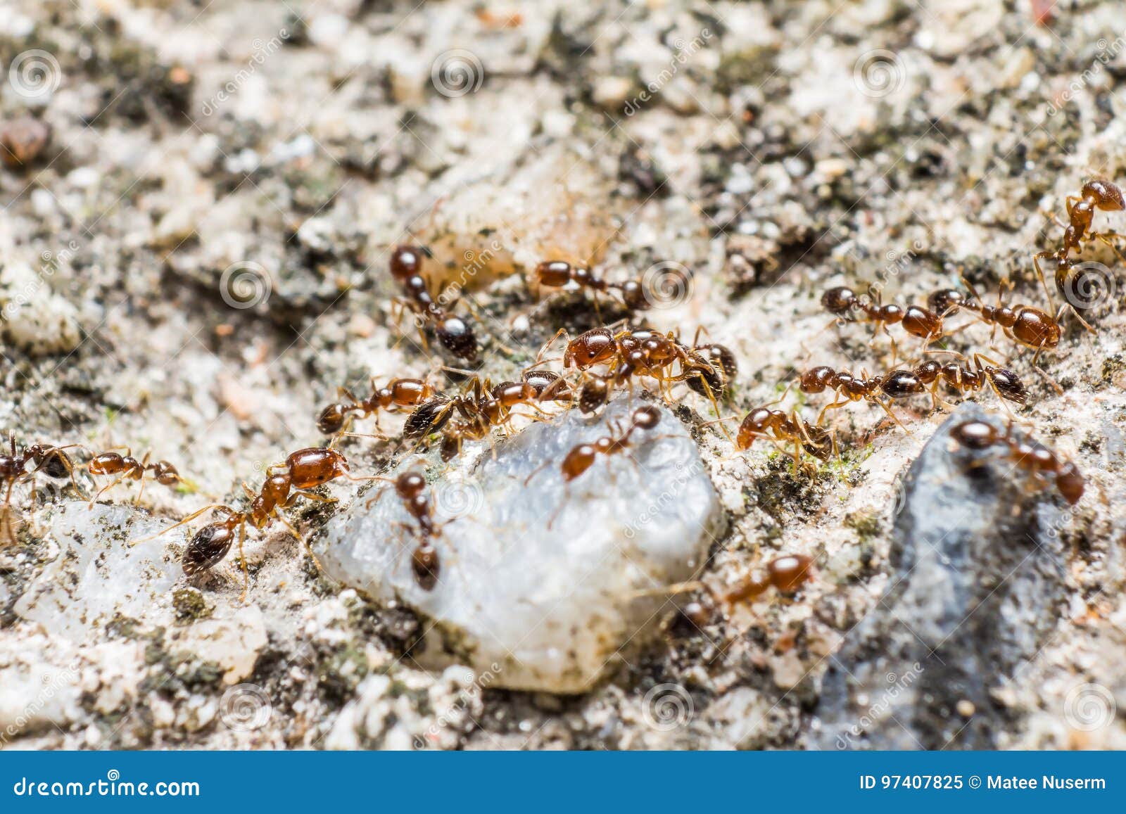 Red-brown ants stock image. Image of animal, natural - 97407825
