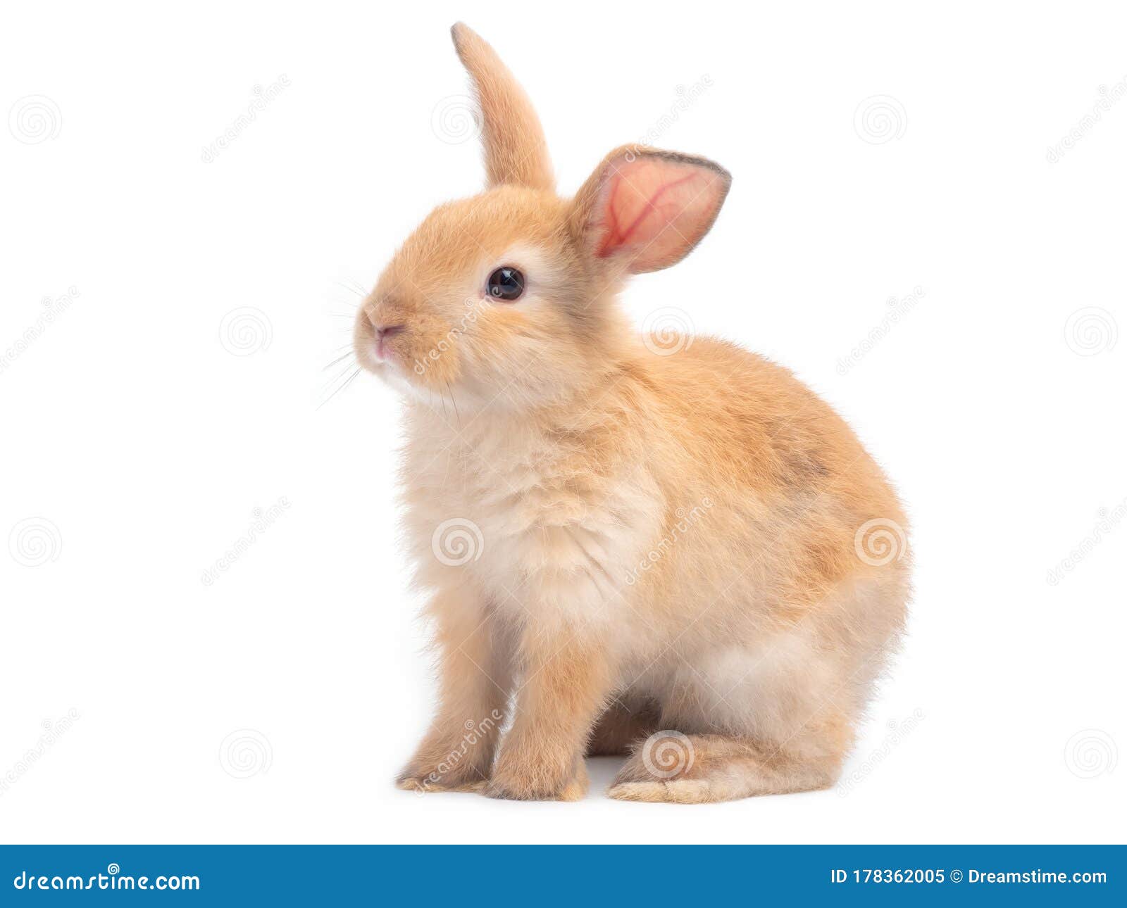 7,796 Cute Little Baby Rabbit White Background Isolated Stock Photos ...
