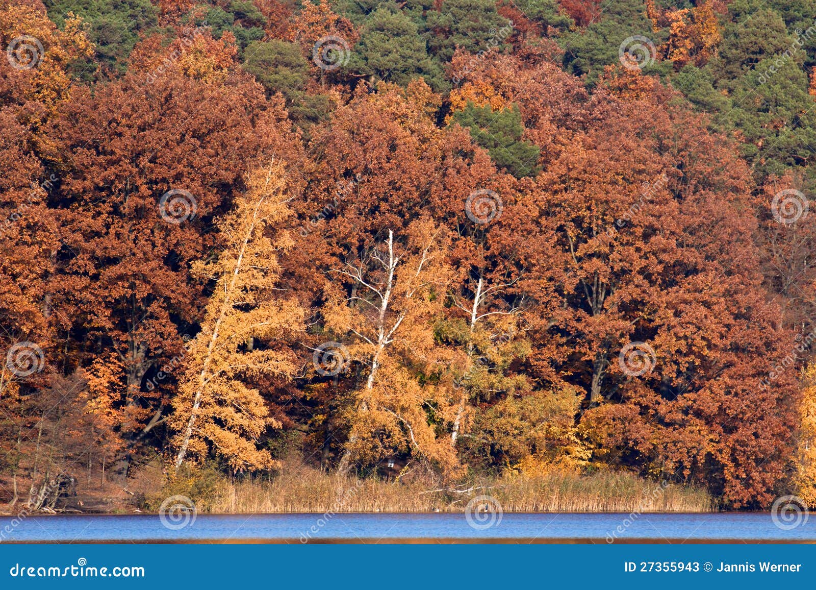 Red-Brown Fall Foliage at Lake Stock Image - Image of beech, green ...
