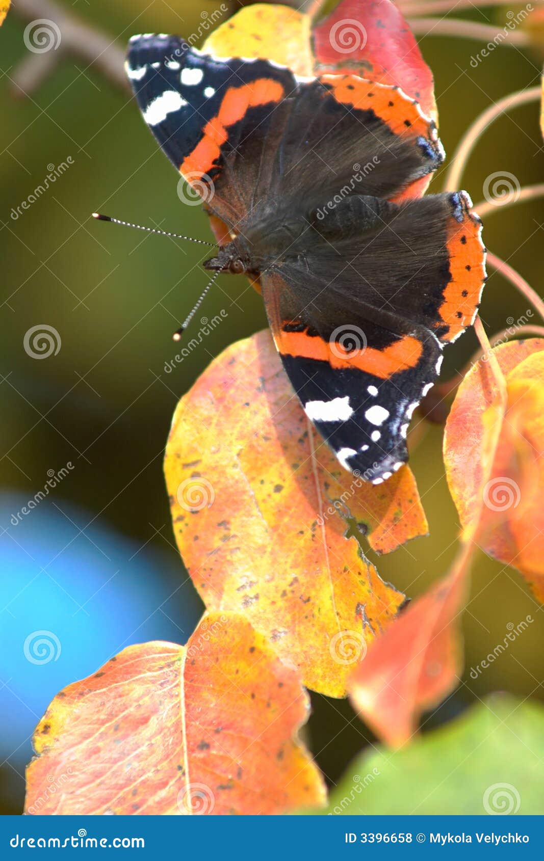 Red and brown insect stock photo. Image of freedom, forest - 3396658