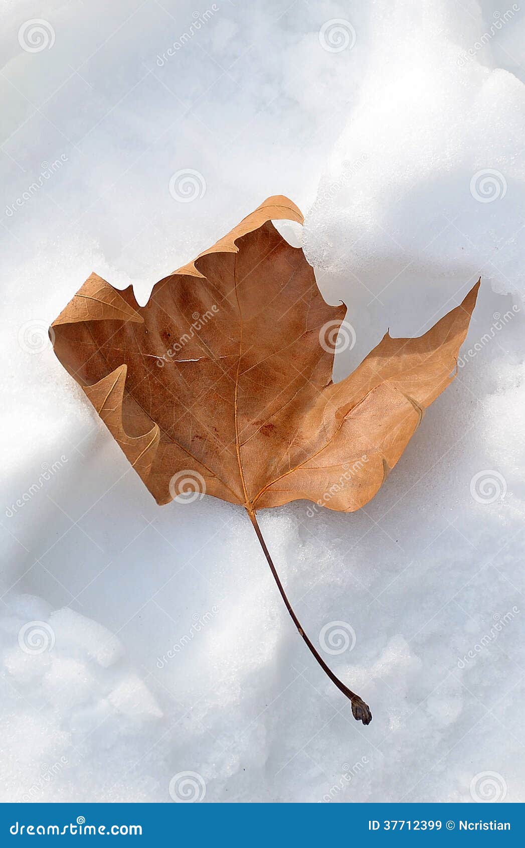 Red-brown Leave into the Snow Stock Image - Image of green, background ...