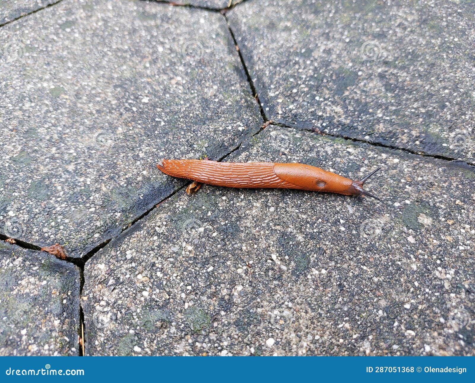 Red Brown Slug on Tile - Gastropod Mollusc Stock Photo - Image of ...