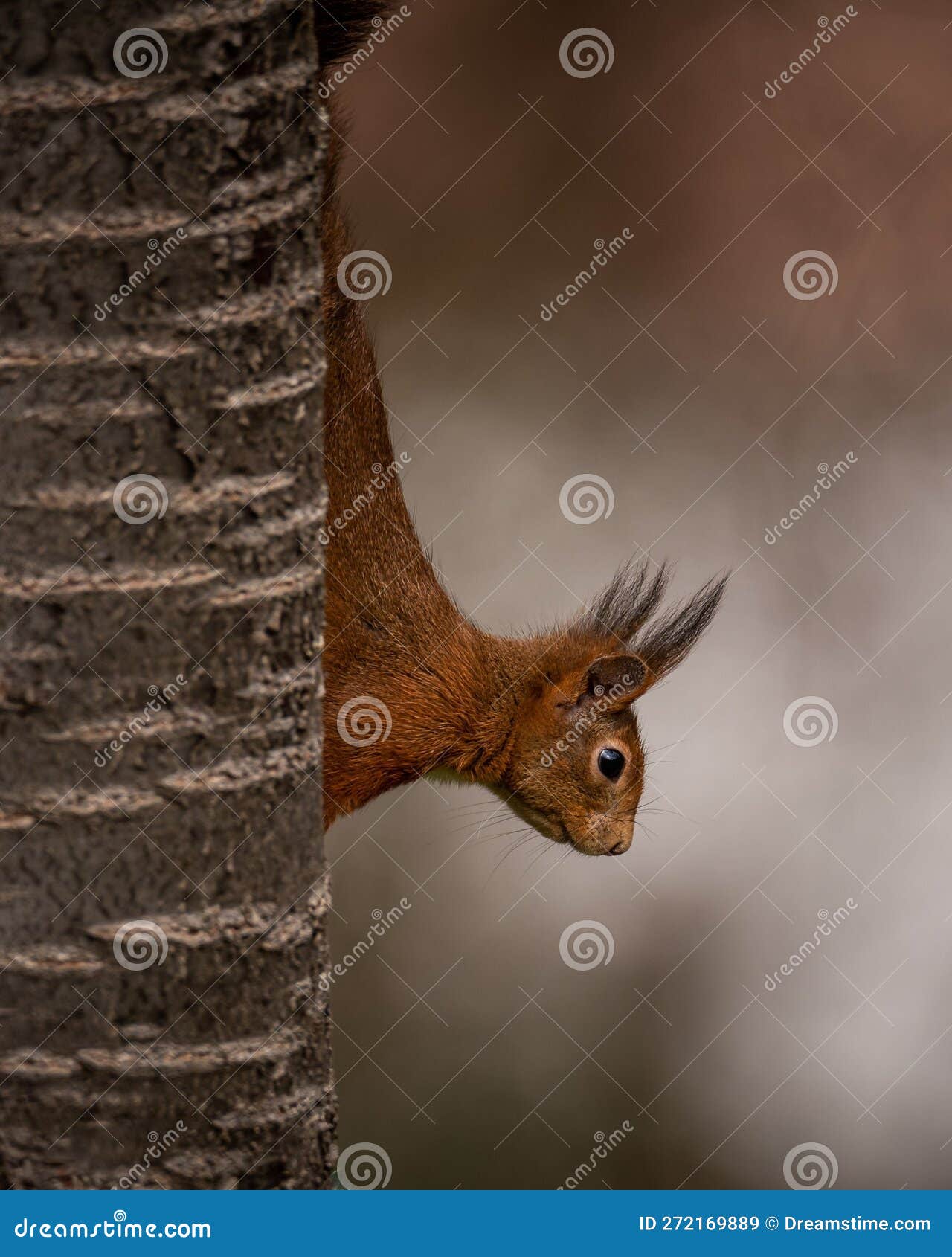 Red-brown Squirrel on a Tree, Looking Outwards with a Long Bushy Tail ...