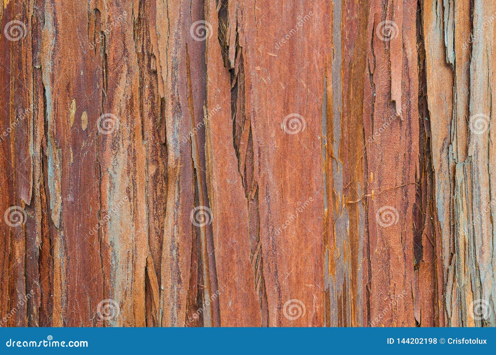 Tree red bark background stock photo. Image of orange - 144202198