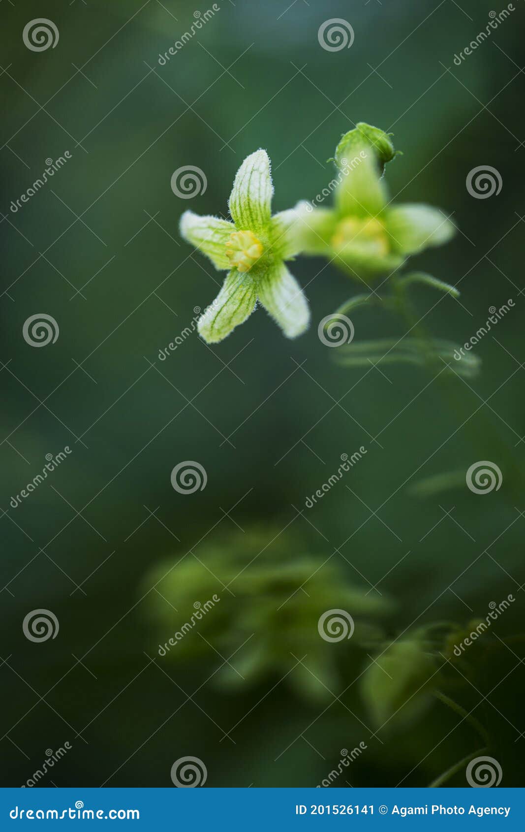 Red bryony, Bryonia dioica stock image. Image of closeup - 201526141